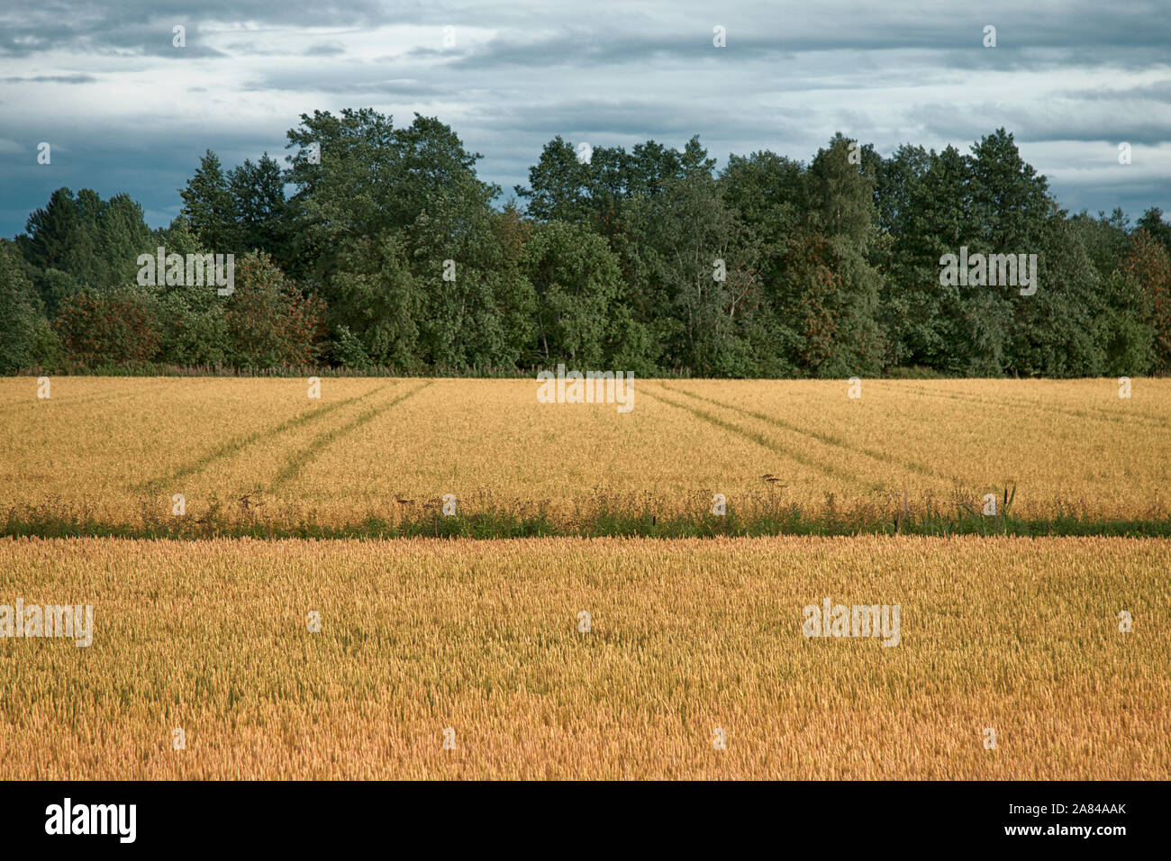 Wheat fields in Europe Stock Photo - Alamy