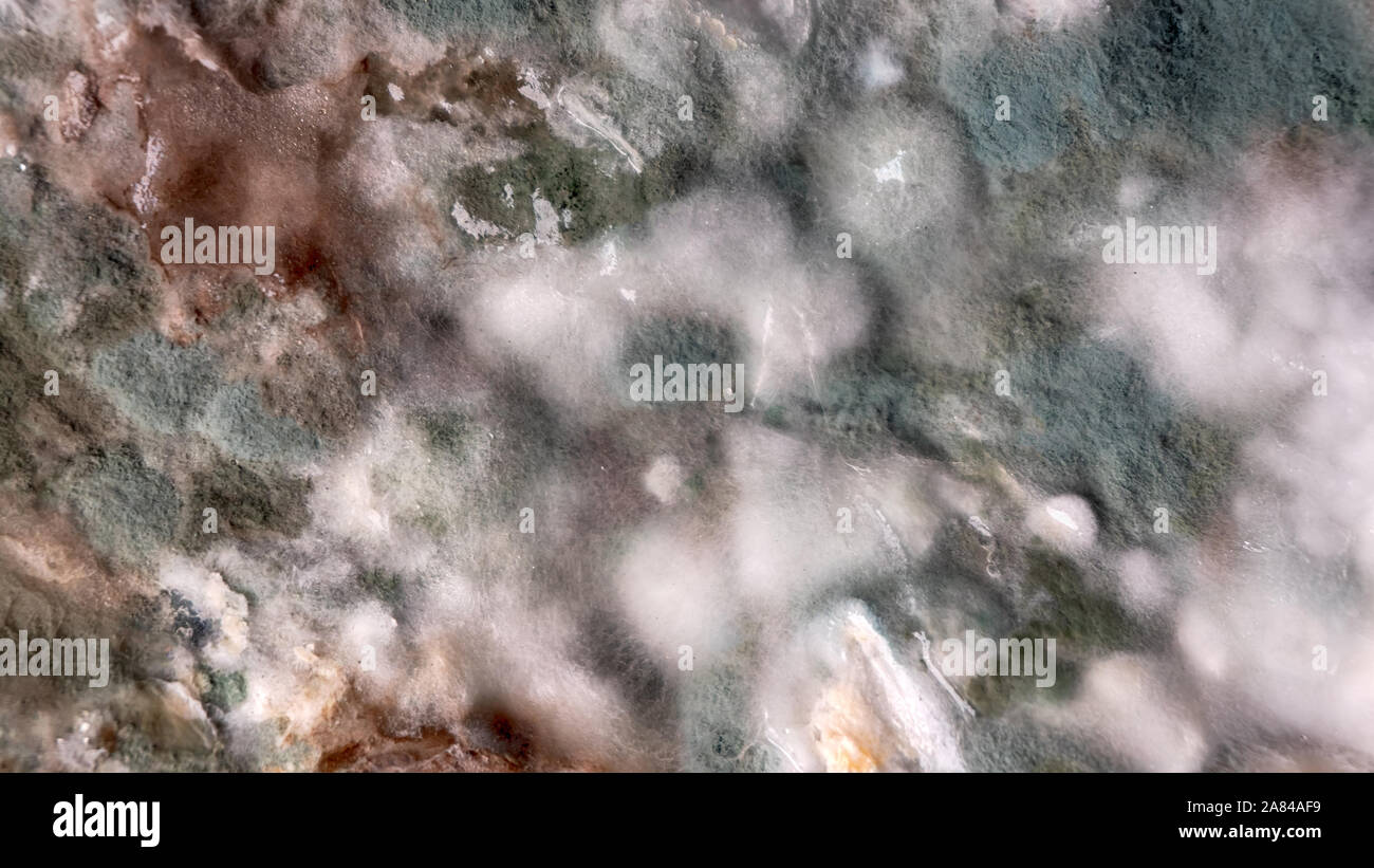 Mold on food magnification. texture of toxic green mold with dark green ...