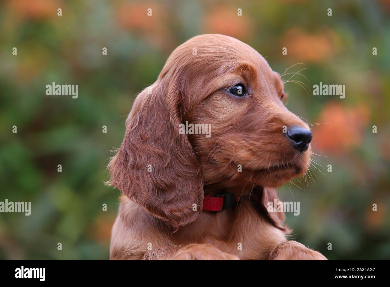 Red setter long ears hi-res stock photography and images - Alamy