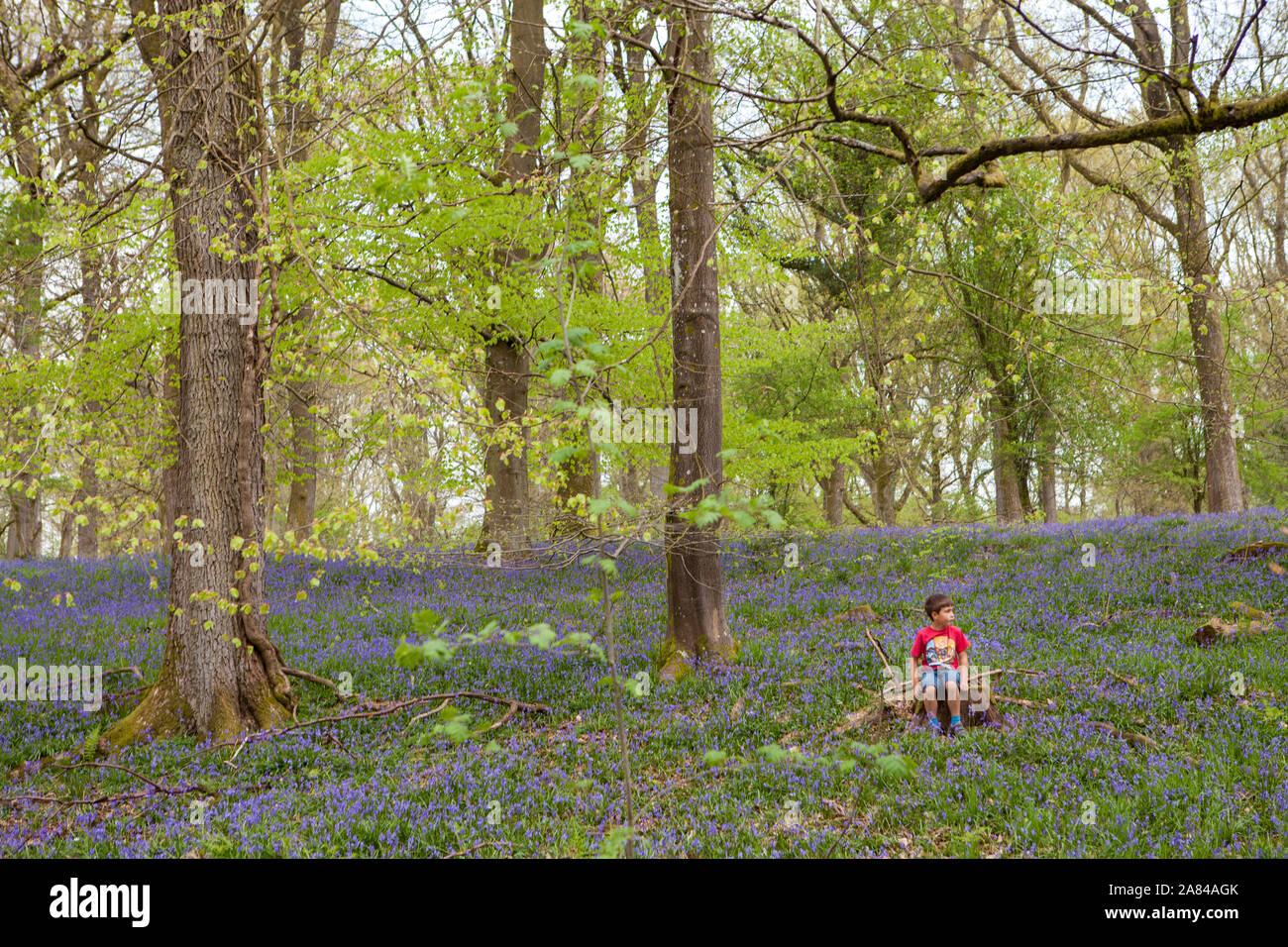 A young 6 year old boy sitting on a tree stump in a canopy of bluebells ...