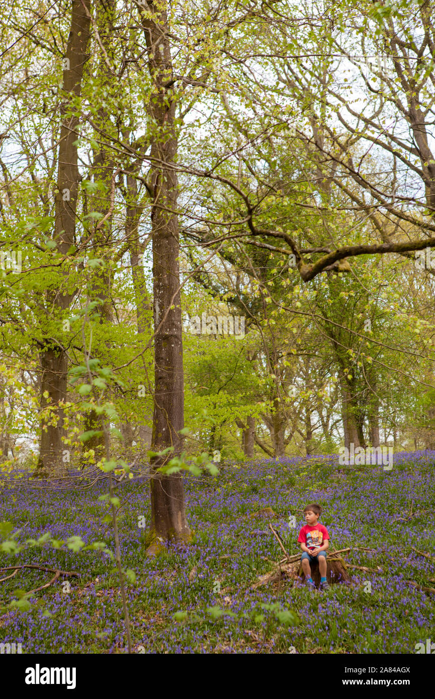 A young 6 year old boy sitting on a tree stump in a canopy of bluebells ...