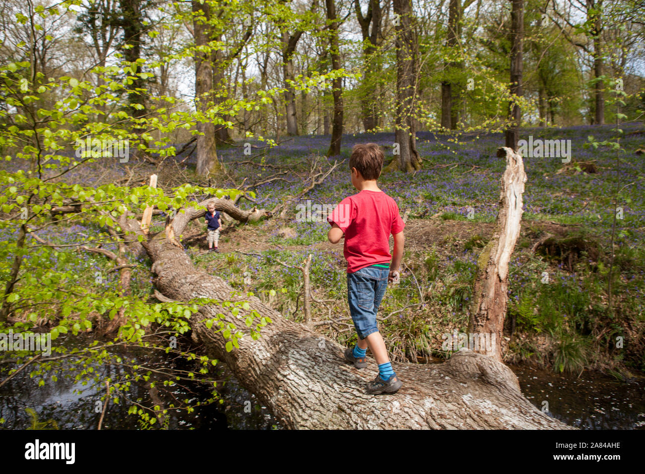 A young boy walking across a fallen tree trunk in a wood with a carpet ...