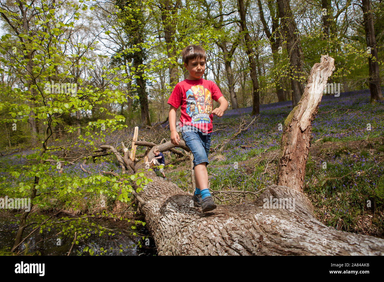A young boy walking across a fallen tree trunk in a wood with a carpet ...
