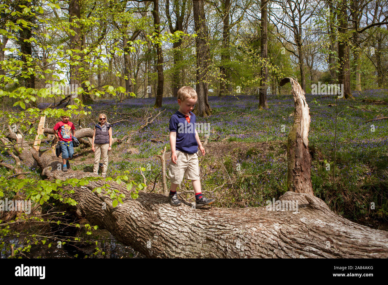 A young boy walking across a fallen tree trunk in a wood with a carpet ...