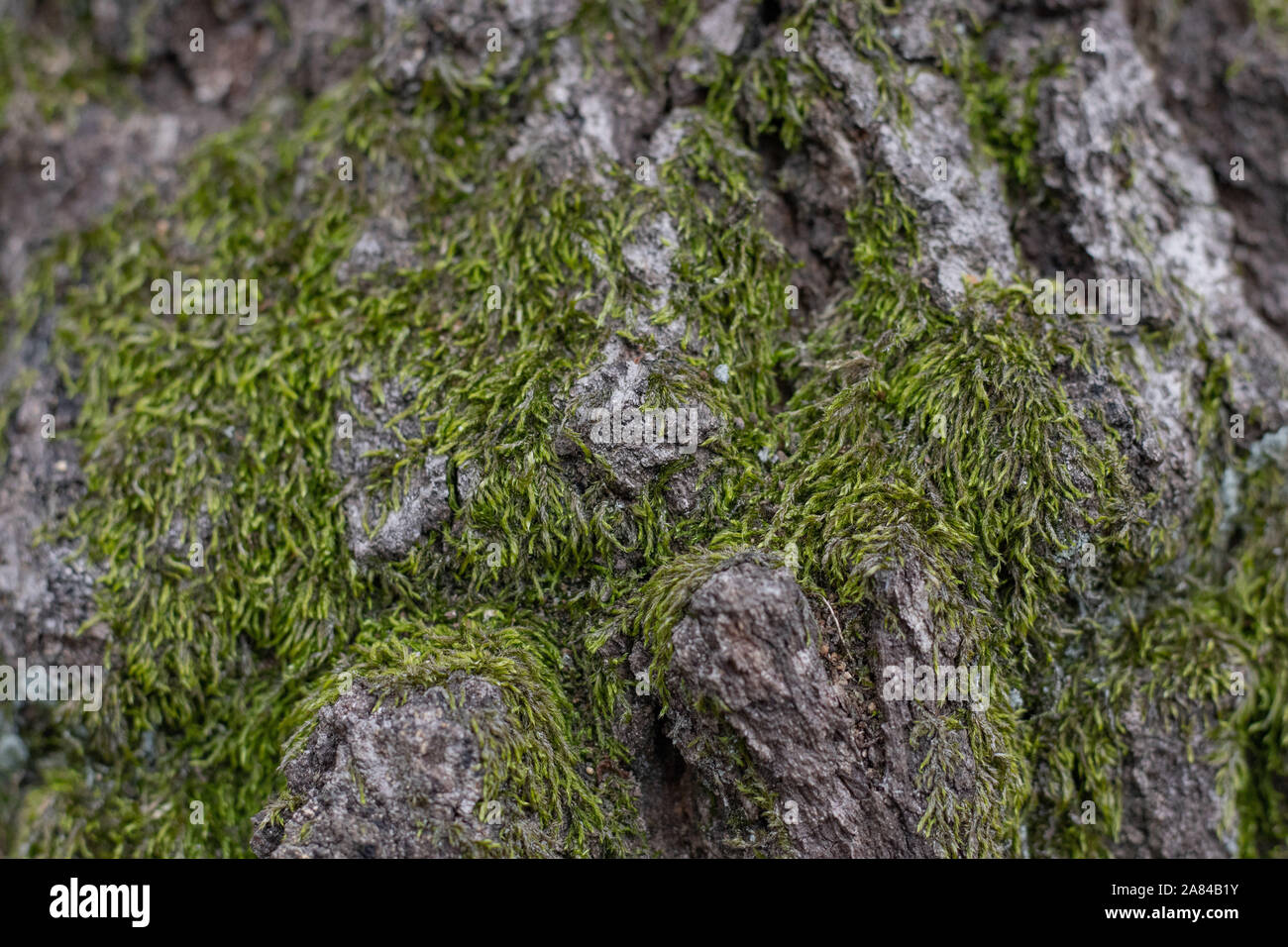 Oak Tree Trunk Mossy Bark Texture Close up Stock Photo - Alamy