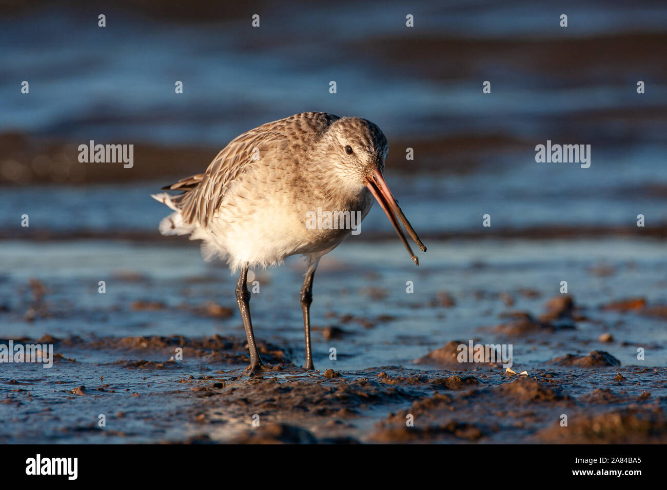 Bar-tailed godwit, Limosa lapponica, Norfolk, UK Stock Photo - Alamy