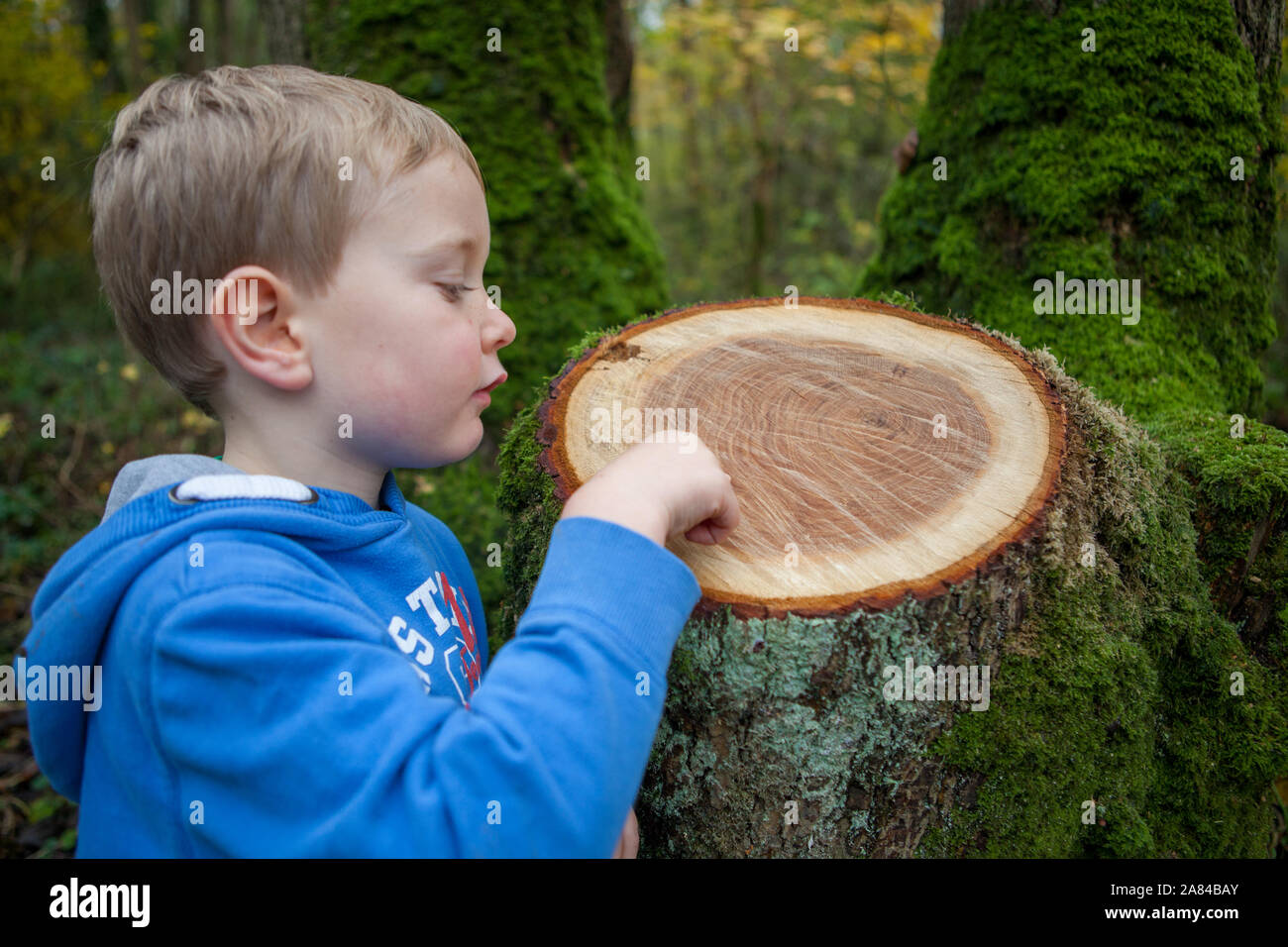 Tree stump rings hi-res stock photography and images - Alamy