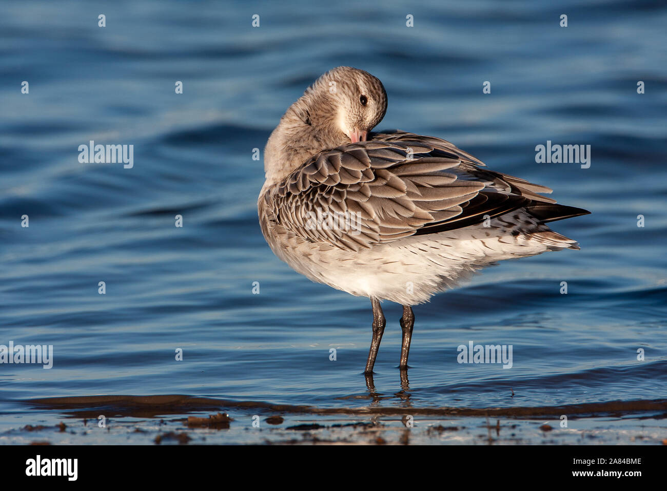 Bar-tailed godwit, Limosa lapponica, Norfolk, UK Stock Photo - Alamy