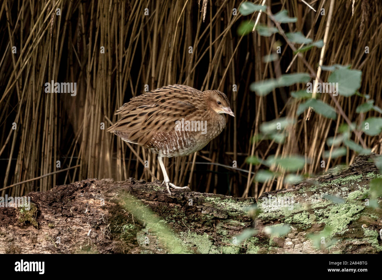 Scottish Corncrake High Resolution Stock Photography and Images - Alamy