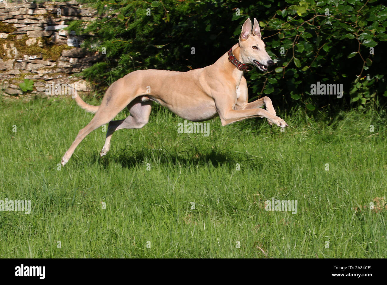 Leaping Greyhound High Resolution Stock Photography and Images - Alamy