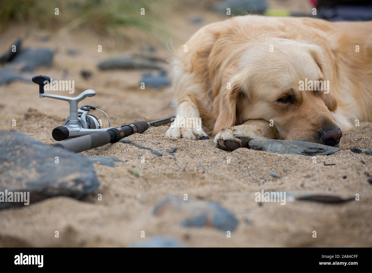 A golden retriever dog lying down next to a fishing rod and reel on a ...