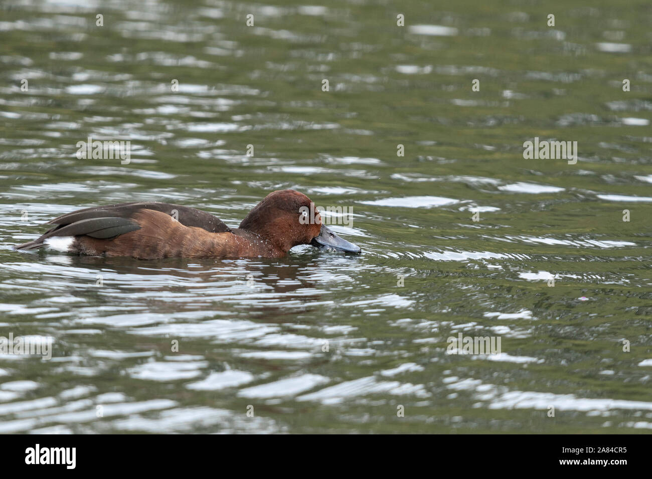 Waterfowl wildfowl duck ferruginous duck hi-res stock photography and ...