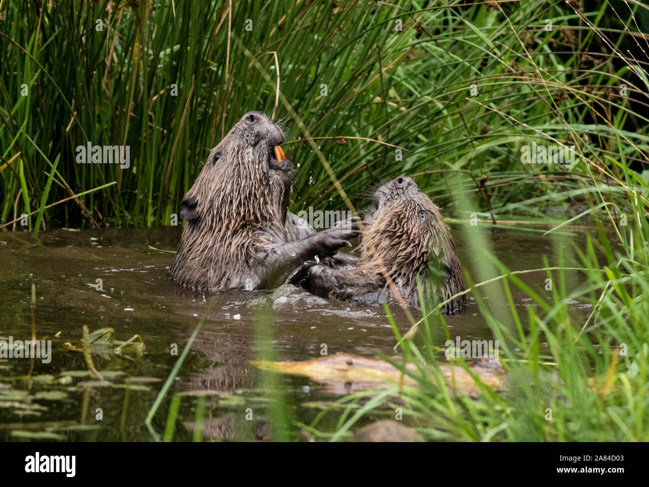 Beaver couple hi-res stock photography and images - Alamy