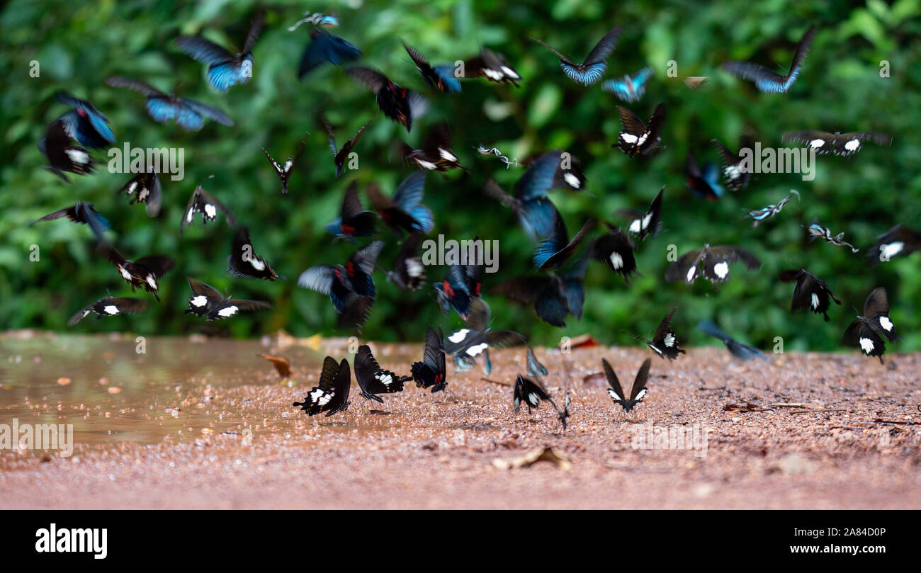 Fluttering Flight Mechanisms in Insects Stock Photo - Alamy