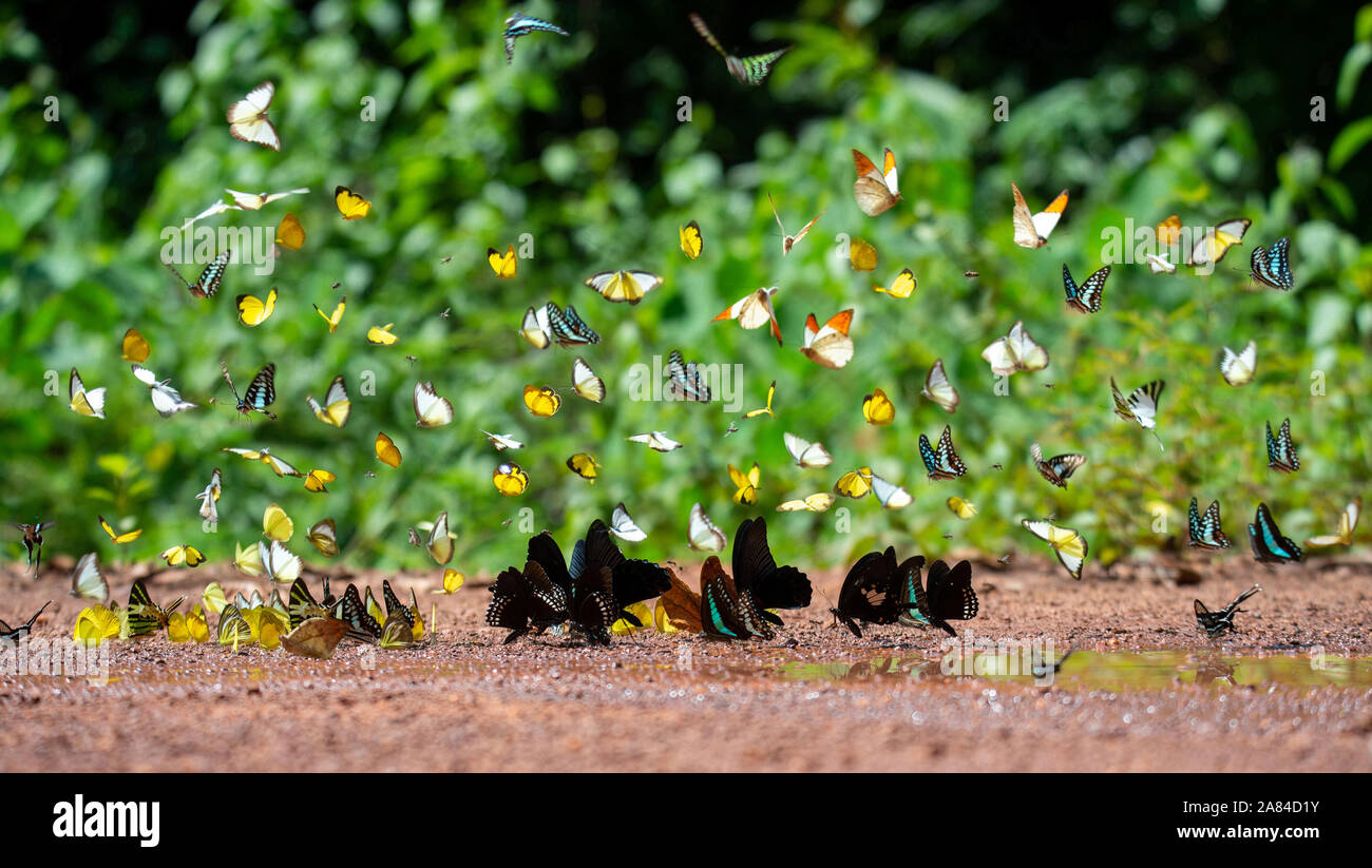 Fluttering Flight Mechanisms in Insects Stock Photo - Alamy