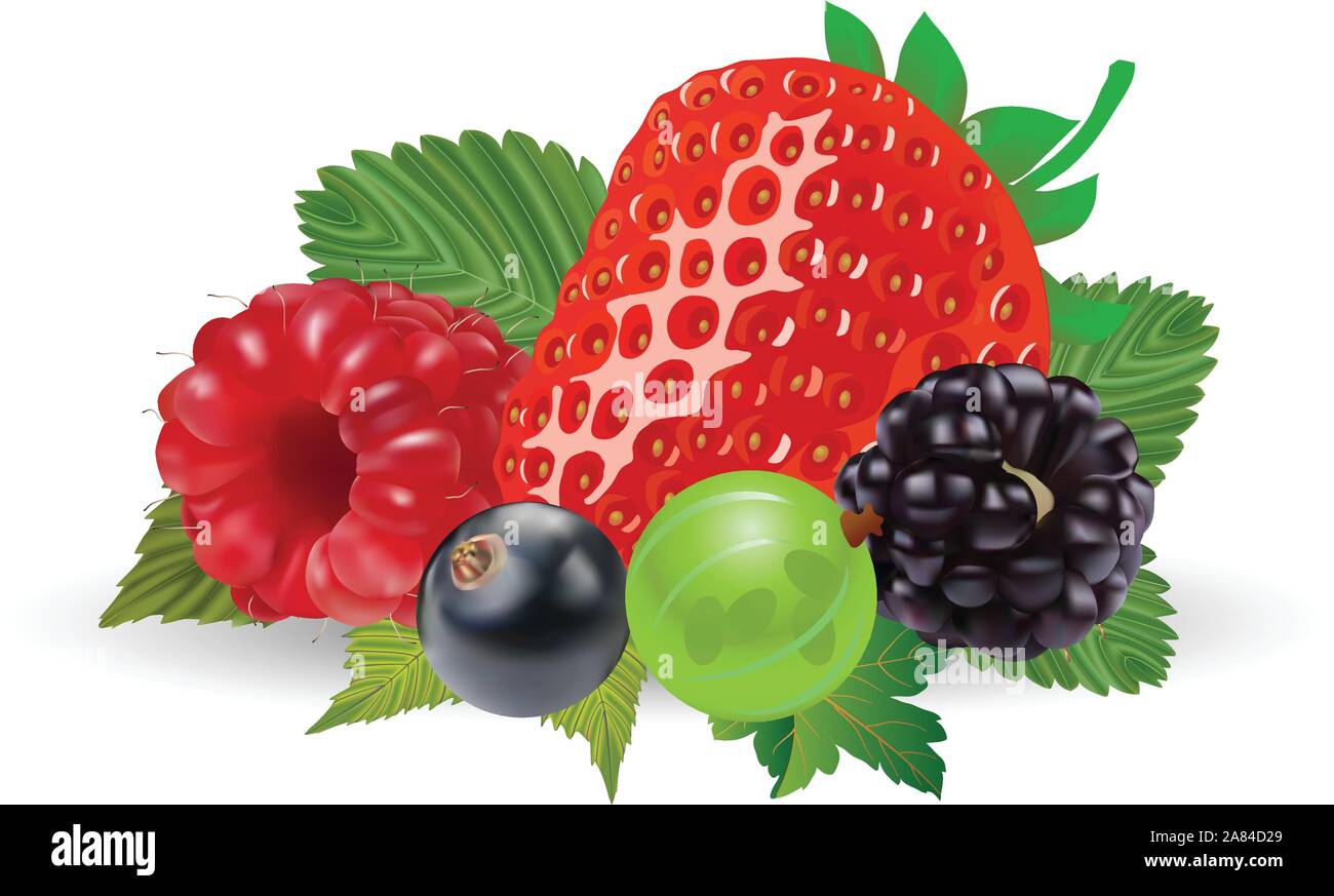 summer berries isolated on white vector illustration Stock Vector Image ...