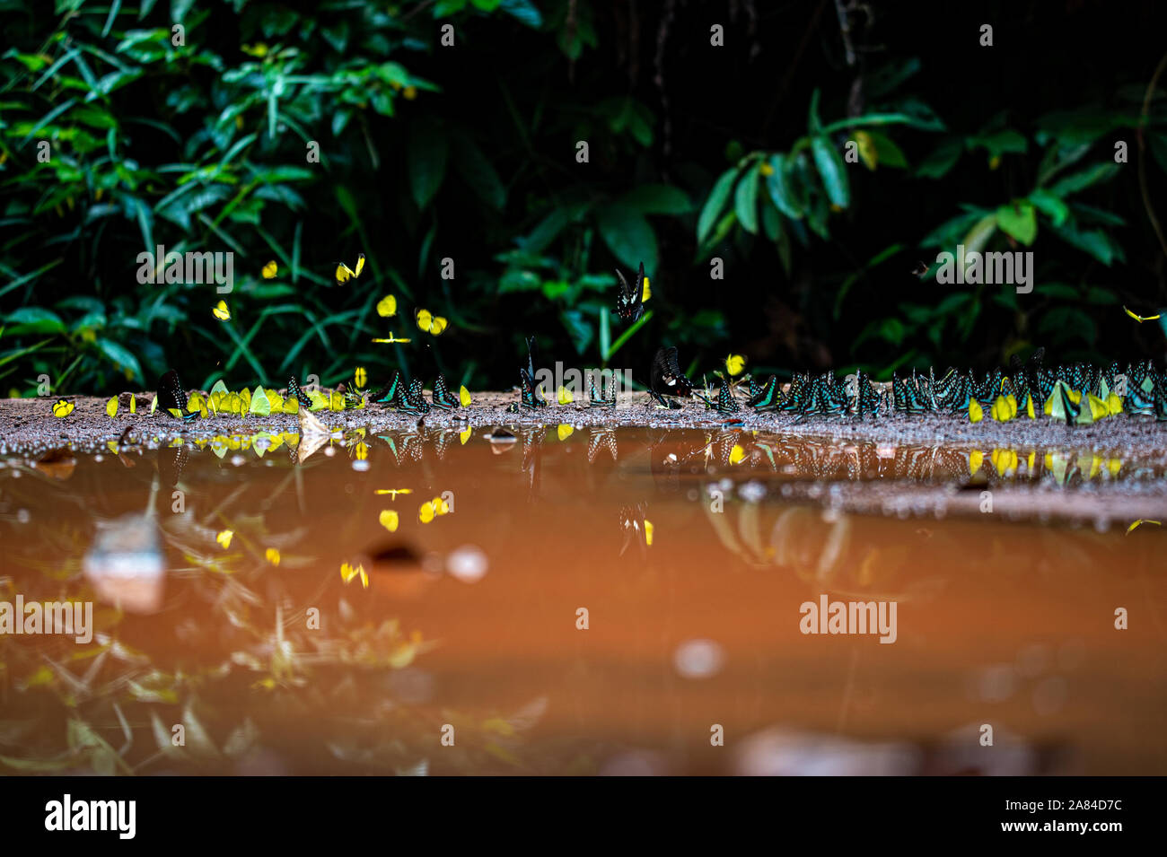 Fluttering insects hi-res stock photography and images - Alamy