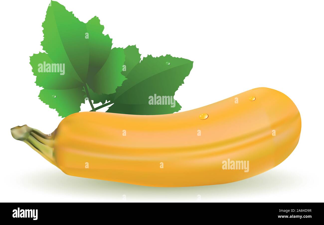 Courgette plant leaves Stock Vector Images - Alamy