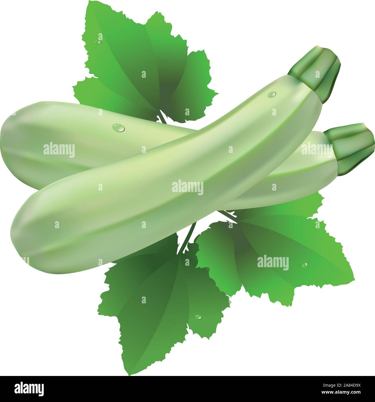courgette on a white background Stock Vector Image & Art - Alamy