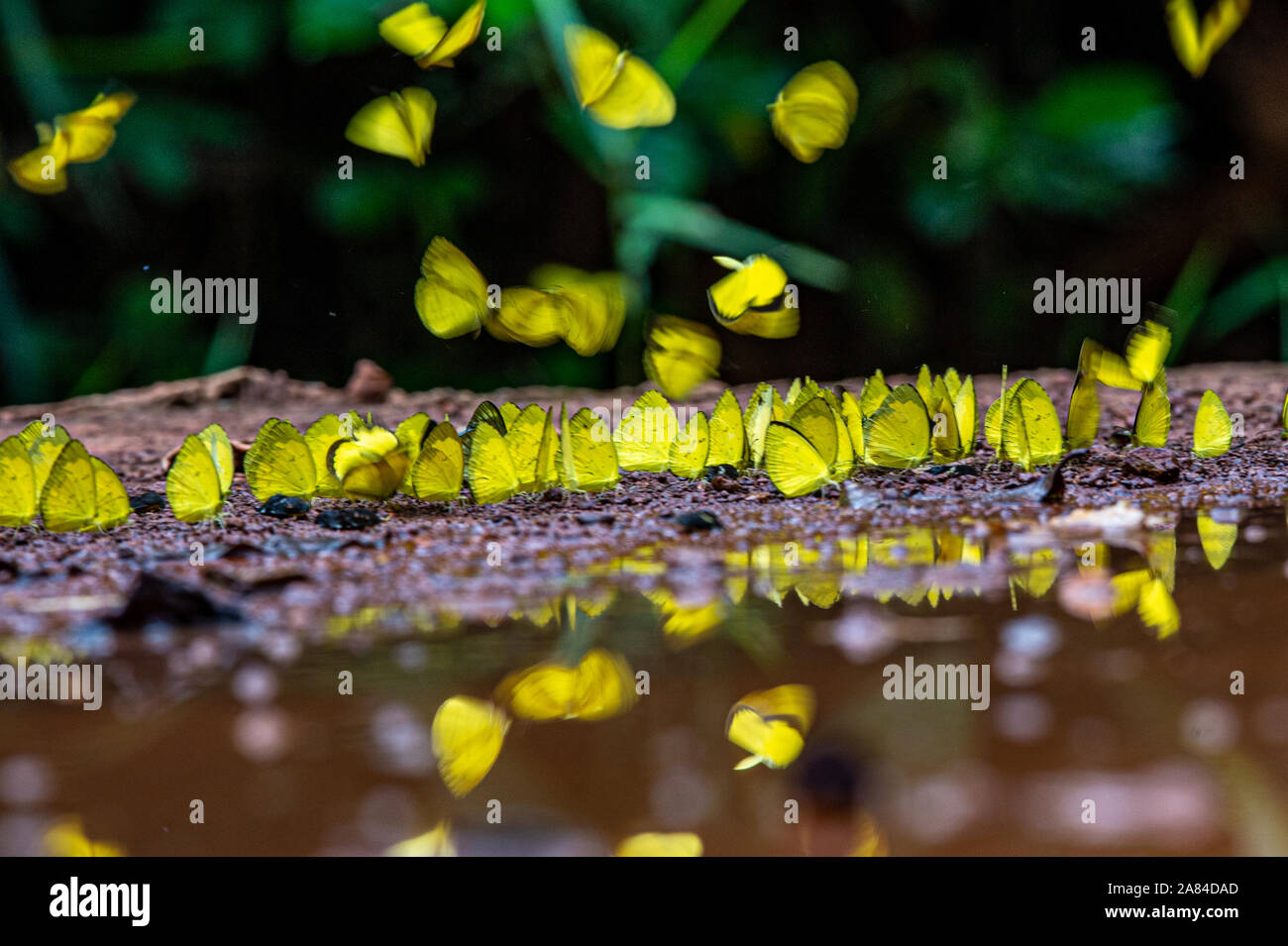 Fluttering Flight Mechanisms in Insects Stock Photo - Alamy