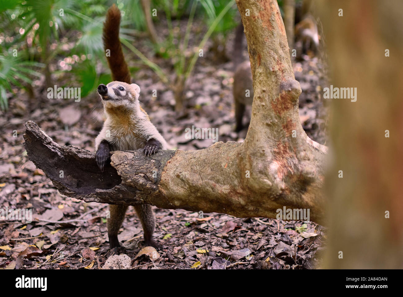 Coati in the middle of the forest #2 Stock Photo - Alamy