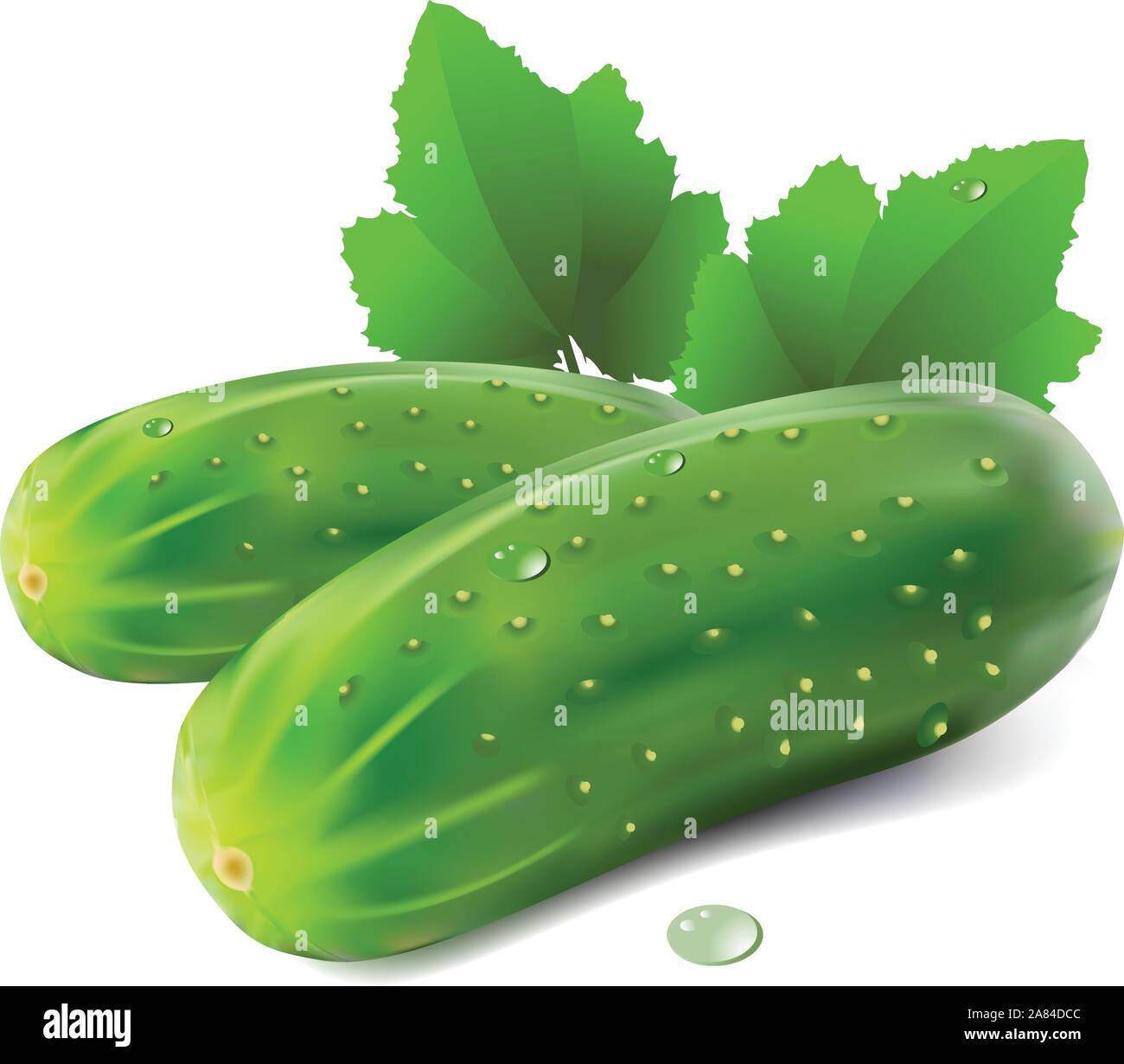 Fresh cucumbers on a white background vector illustration Stock Vector ...