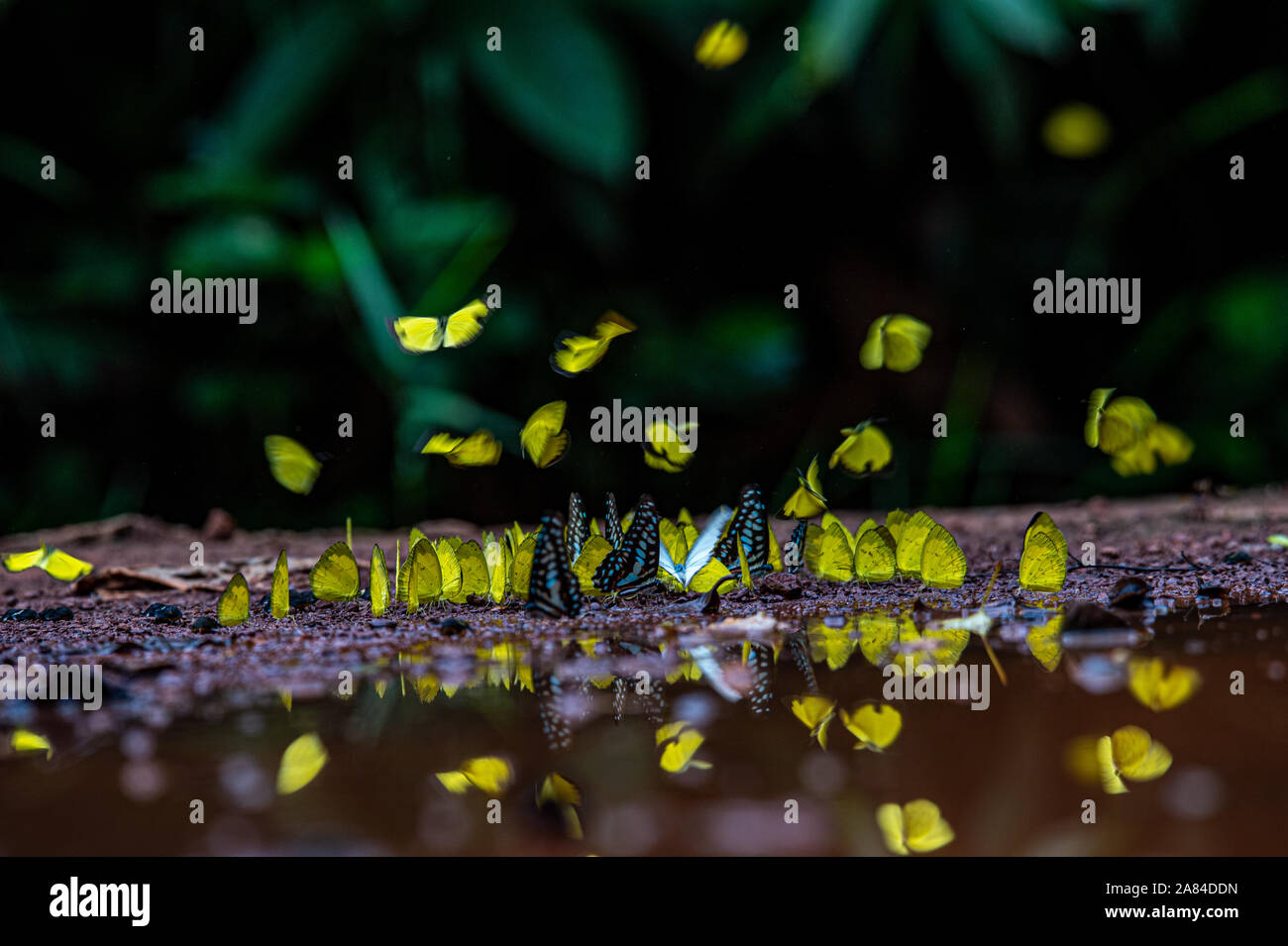 Fluttering Flight Mechanisms in Insects Stock Photo - Alamy