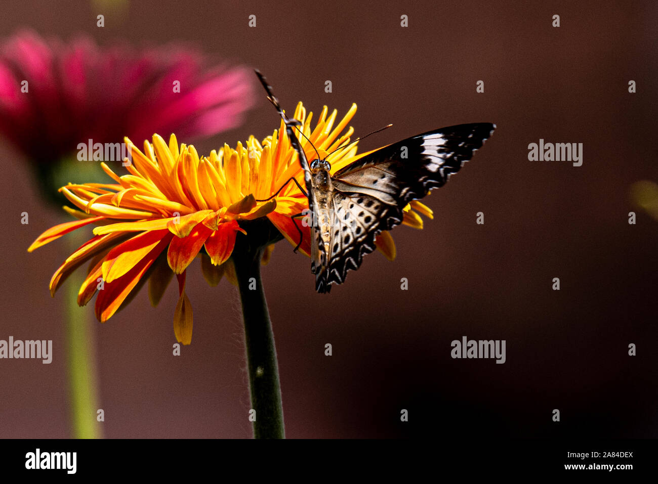 Fluttering Flight Mechanisms in Insects Stock Photo - Alamy