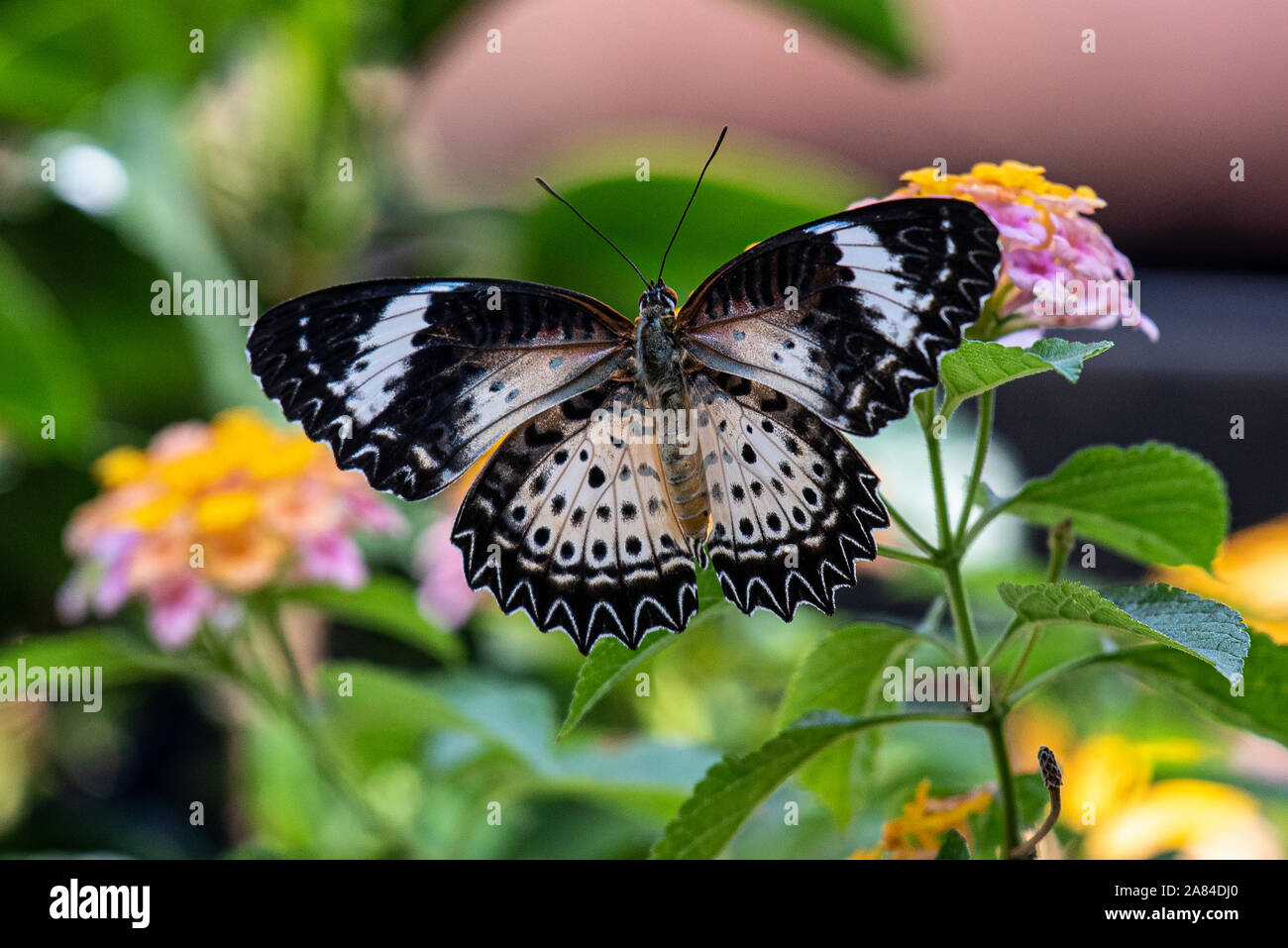 Fluttering Flight Mechanisms in Insects Stock Photo - Alamy