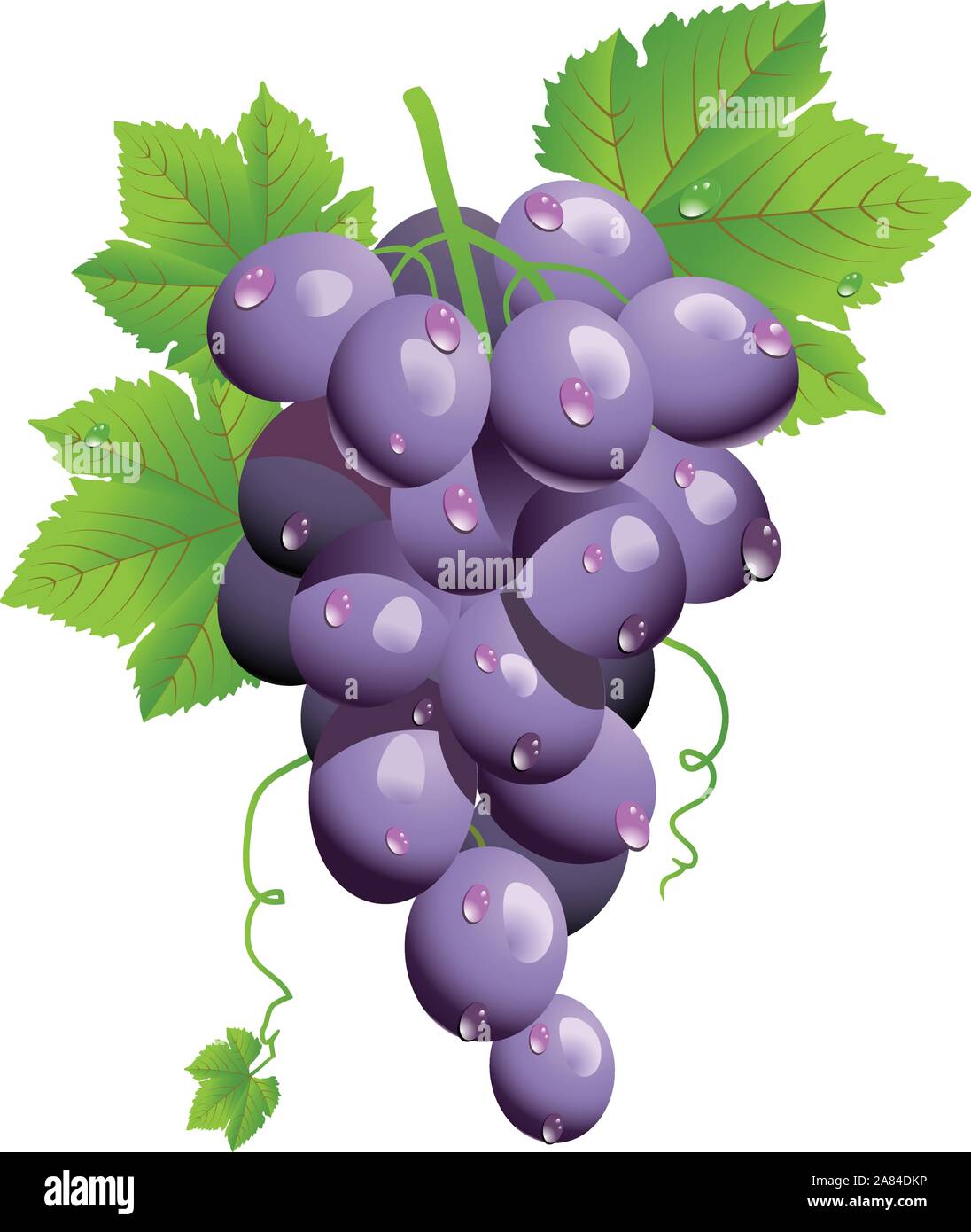 Grape cluster isolated on white - vector illustration Stock Vector ... Grape cluster isolated on white - vector illustration Stock Vector ...
