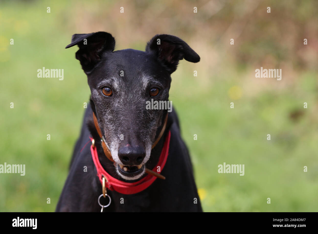 Fawn Greyhound High Resolution Stock Photography and Images - Alamy
