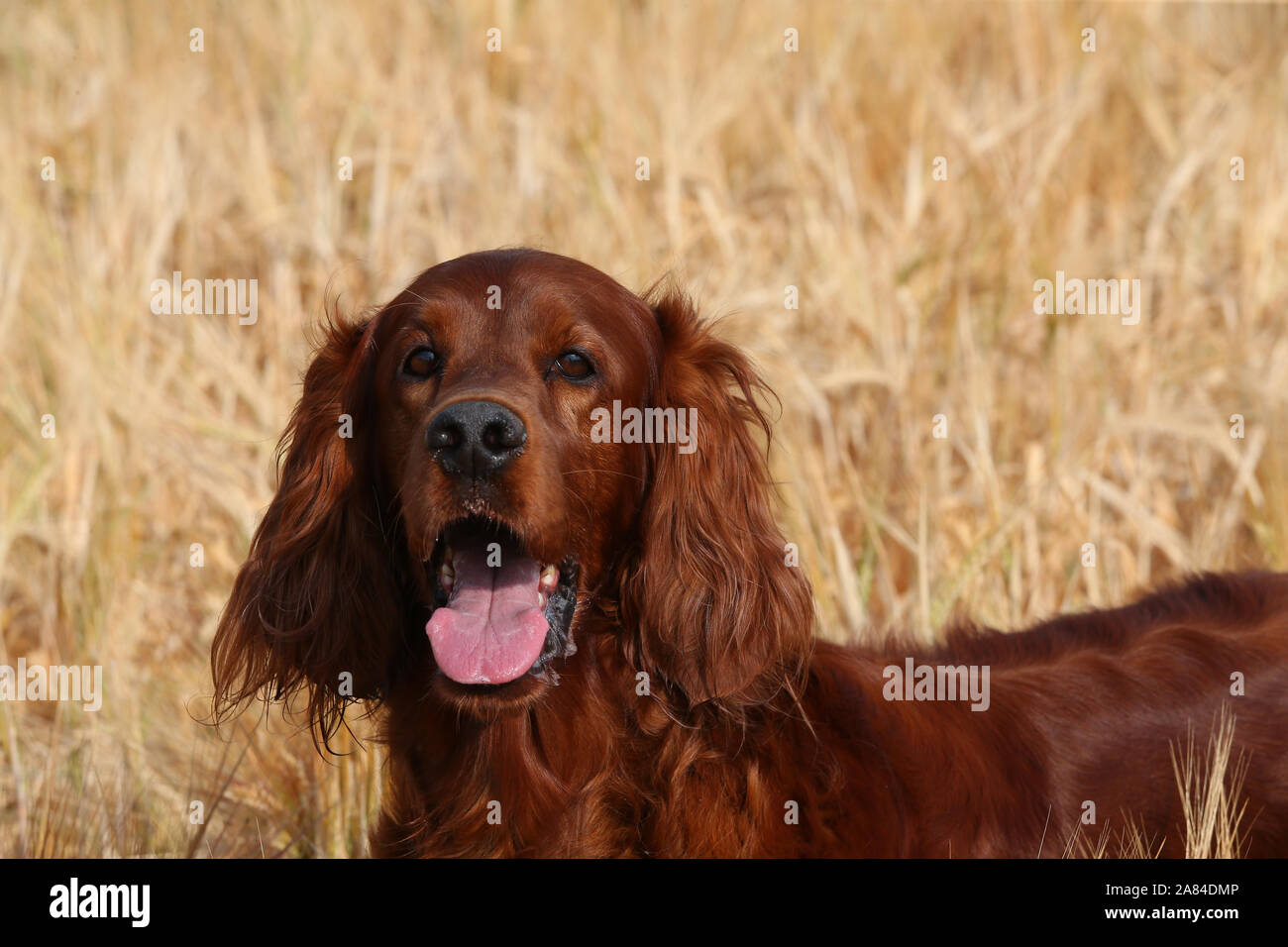 Red setter long ears hi-res stock photography and images - Alamy