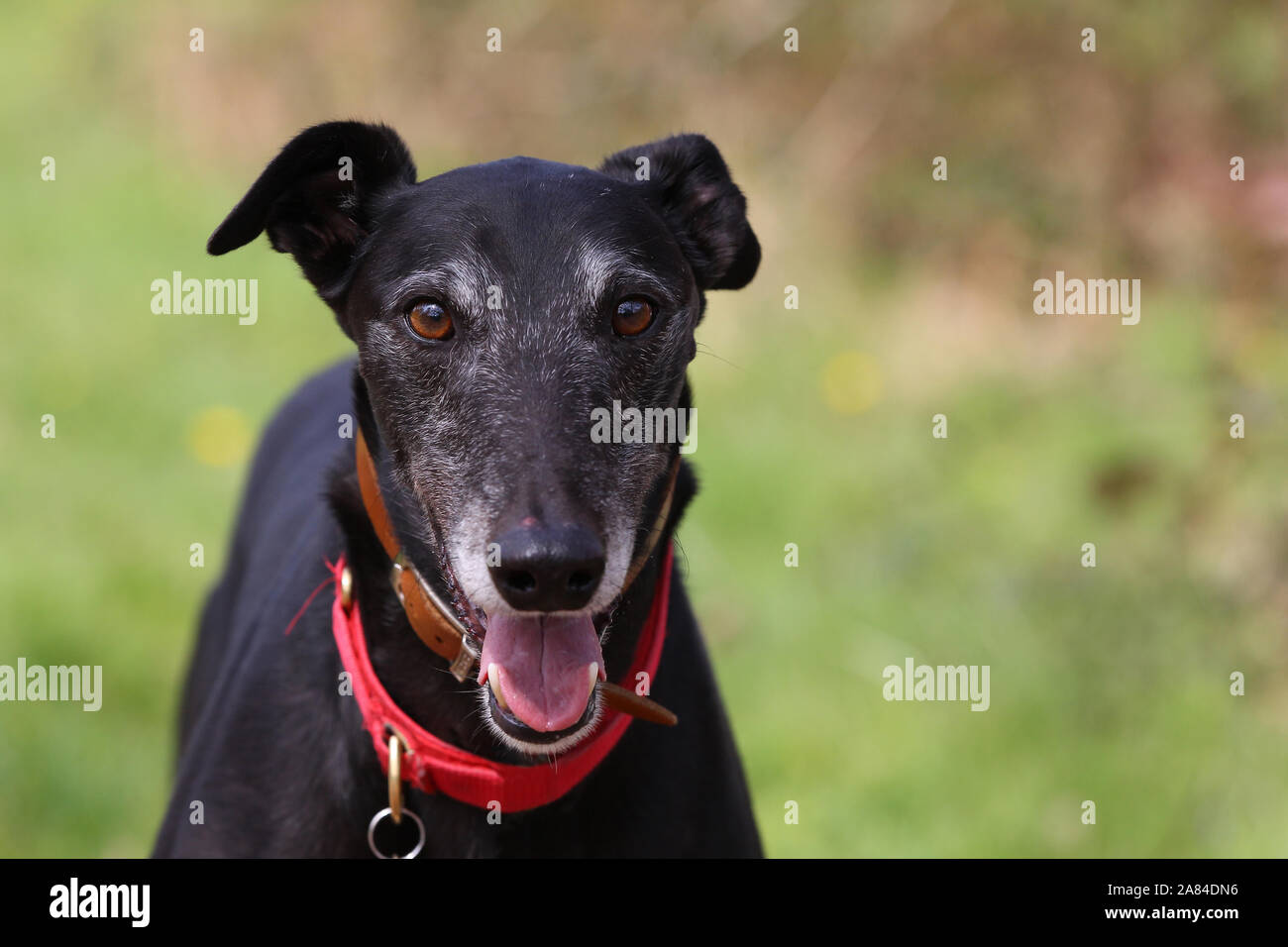 Black greyhound field hi-res stock photography and images - Alamy