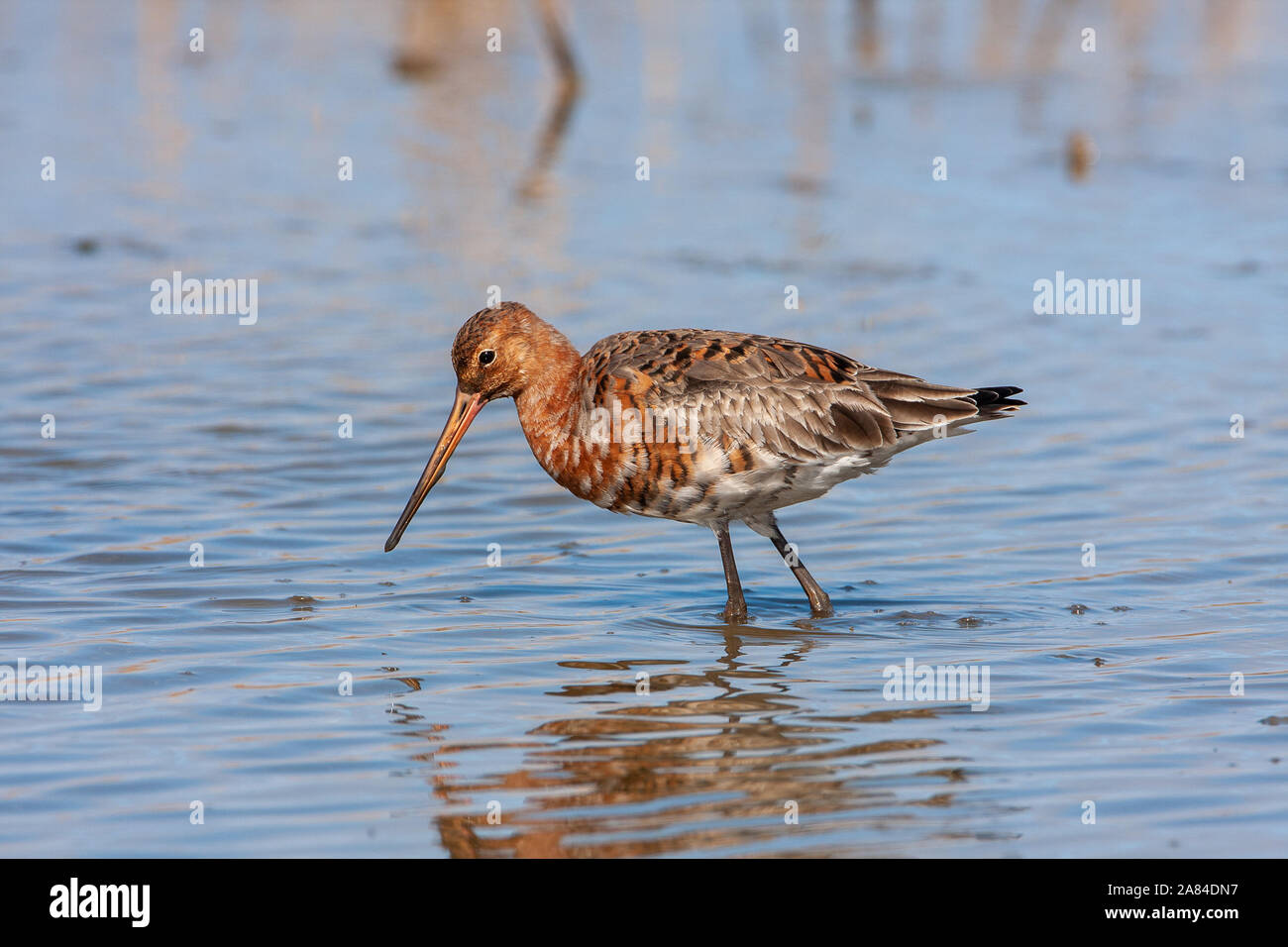 Black-tailed Godwit (Limosa limosa), Norfolk, UK Stock Photo - Alamy