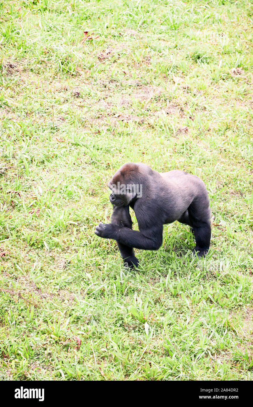 young male silverback gorilla walking on all fours. Wildlife Concept ...