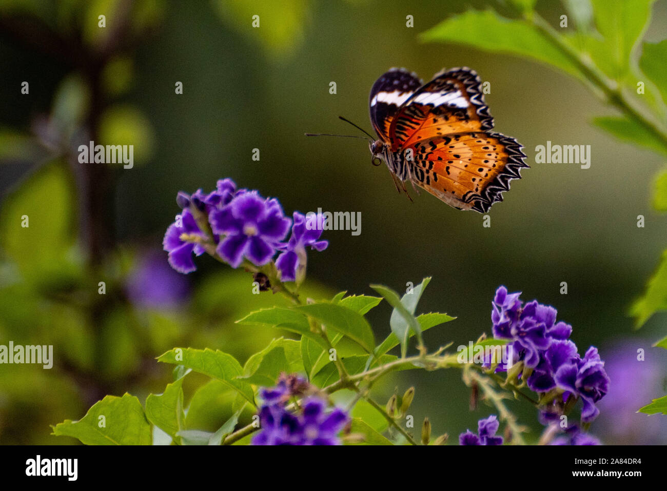 Fluttering Flight Mechanisms in Insects Stock Photo - Alamy