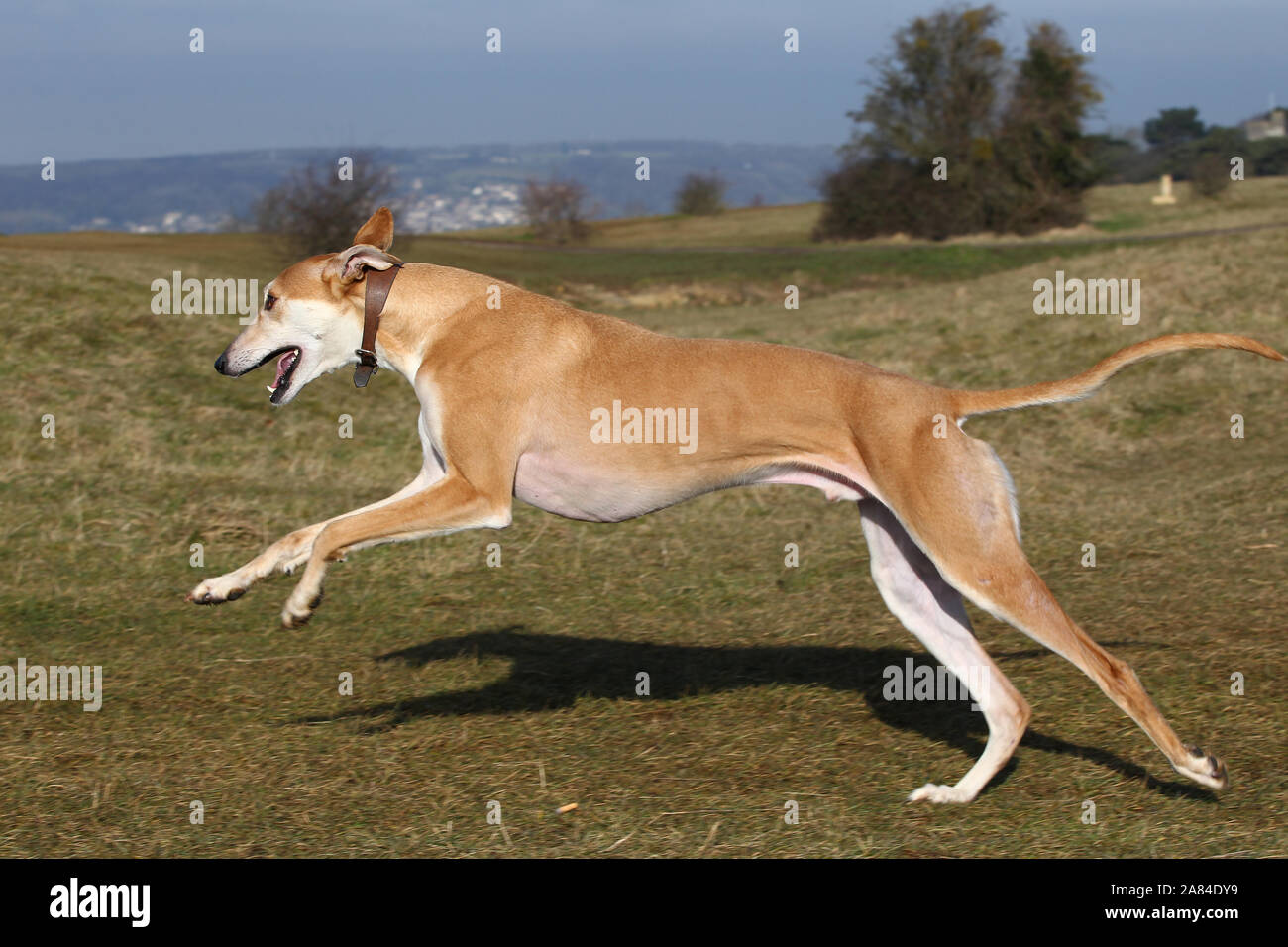 Leaping Greyhound High Resolution Stock Photography and Images - Alamy