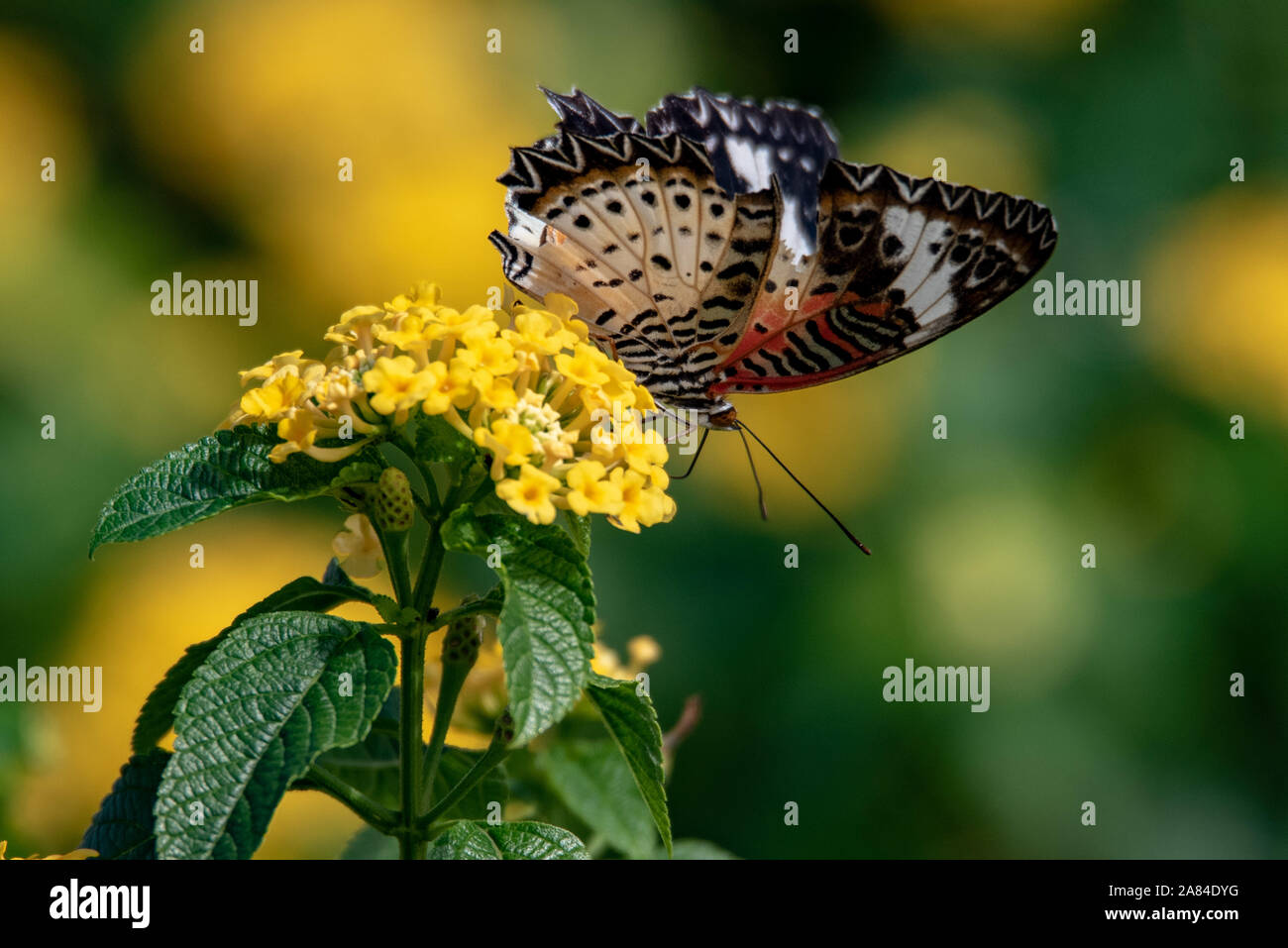 Fluttering Flight Mechanisms in Insects Stock Photo - Alamy
