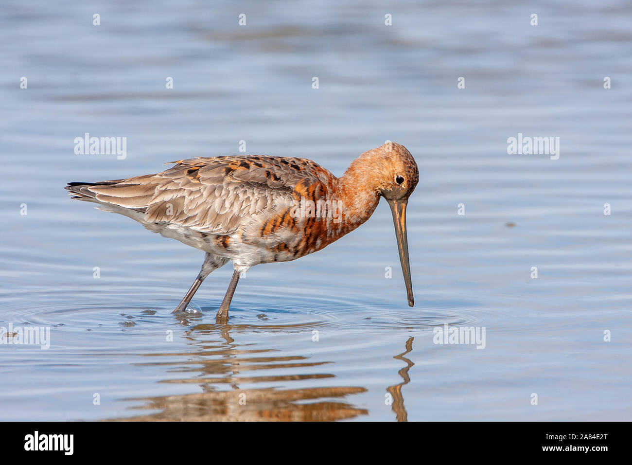Black-tailed Godwit (Limosa limosa), Norfolk, UK Stock Photo - Alamy