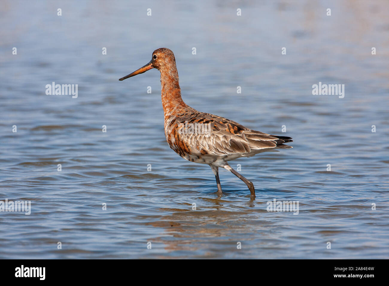 Black-tailed Godwit (Limosa limosa), Norfolk, UK Stock Photo - Alamy