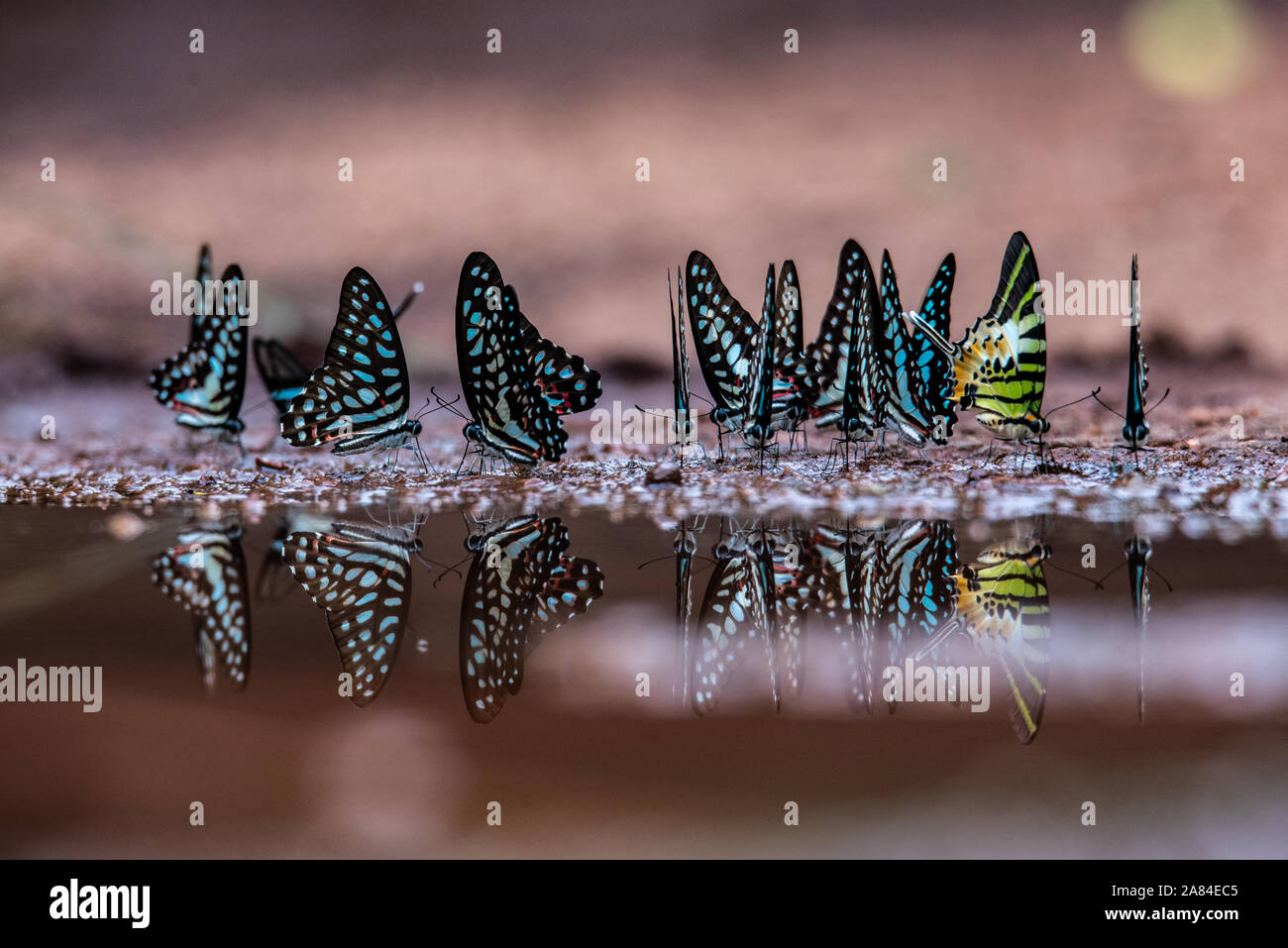 Fluttering Flight Mechanisms in Insects Stock Photo - Alamy