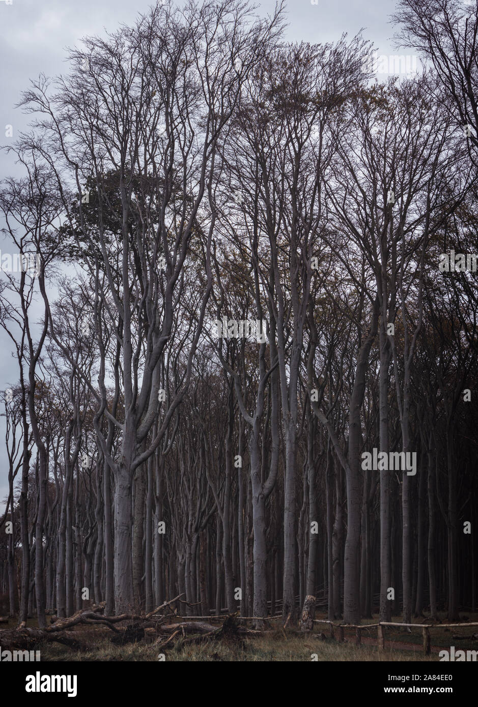 Nienhagen High Resolution Stock Photography and Images - Alamy