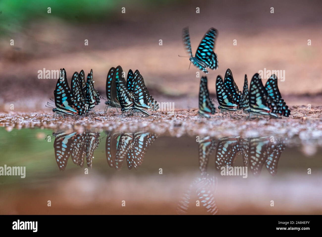 Fluttering Flight Mechanisms in Insects Stock Photo - Alamy
