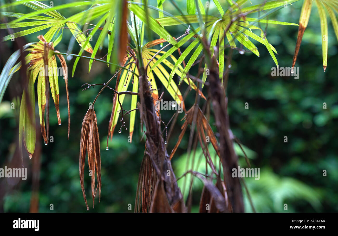 Palm tree with leaves, back light. Nature background concept Stock ...