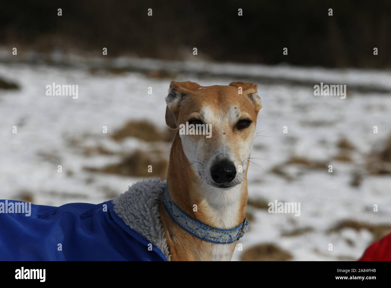 Portrait lurcher greyhound dog hi-res stock photography and images - Alamy