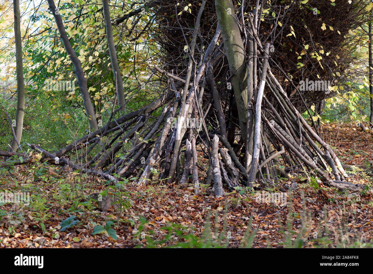Remains of a woodland den, Longniddry, East Lothian Stock Photo - Alamy
