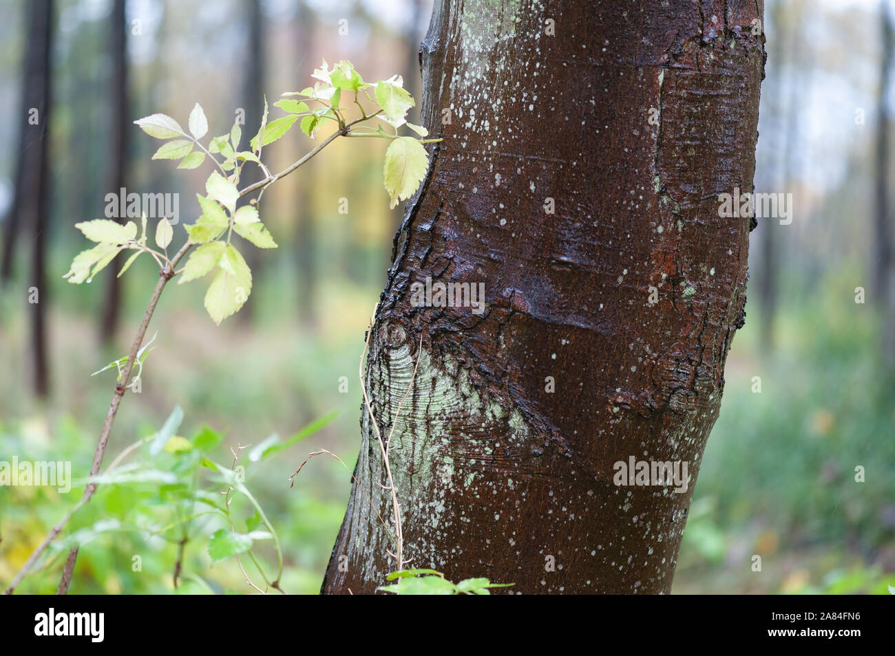 Wet tree trunk on a rainy day Stock Photo - Alamy