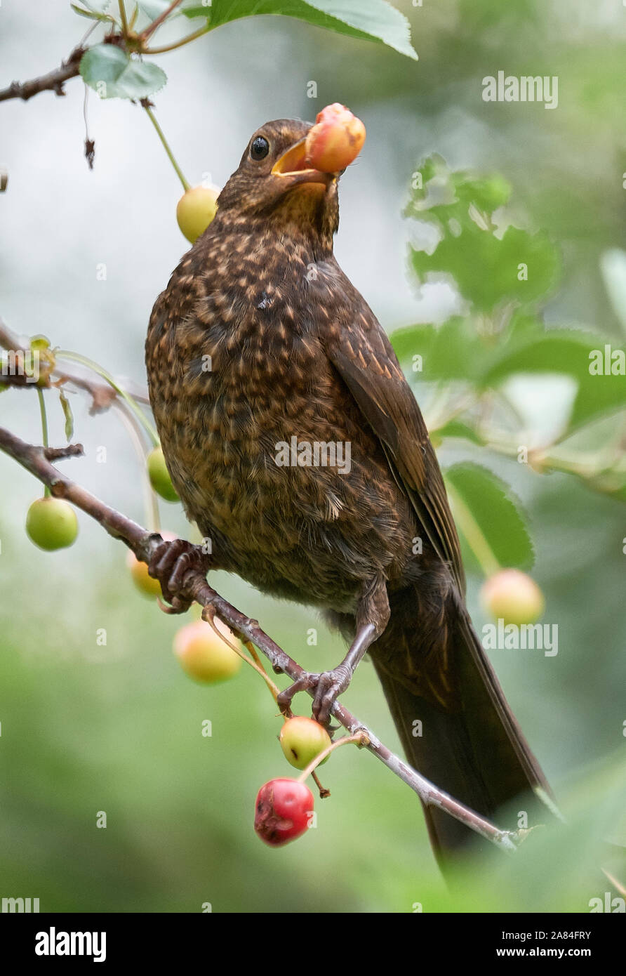 Birds eating food garden hi-res stock photography and images - Alamy