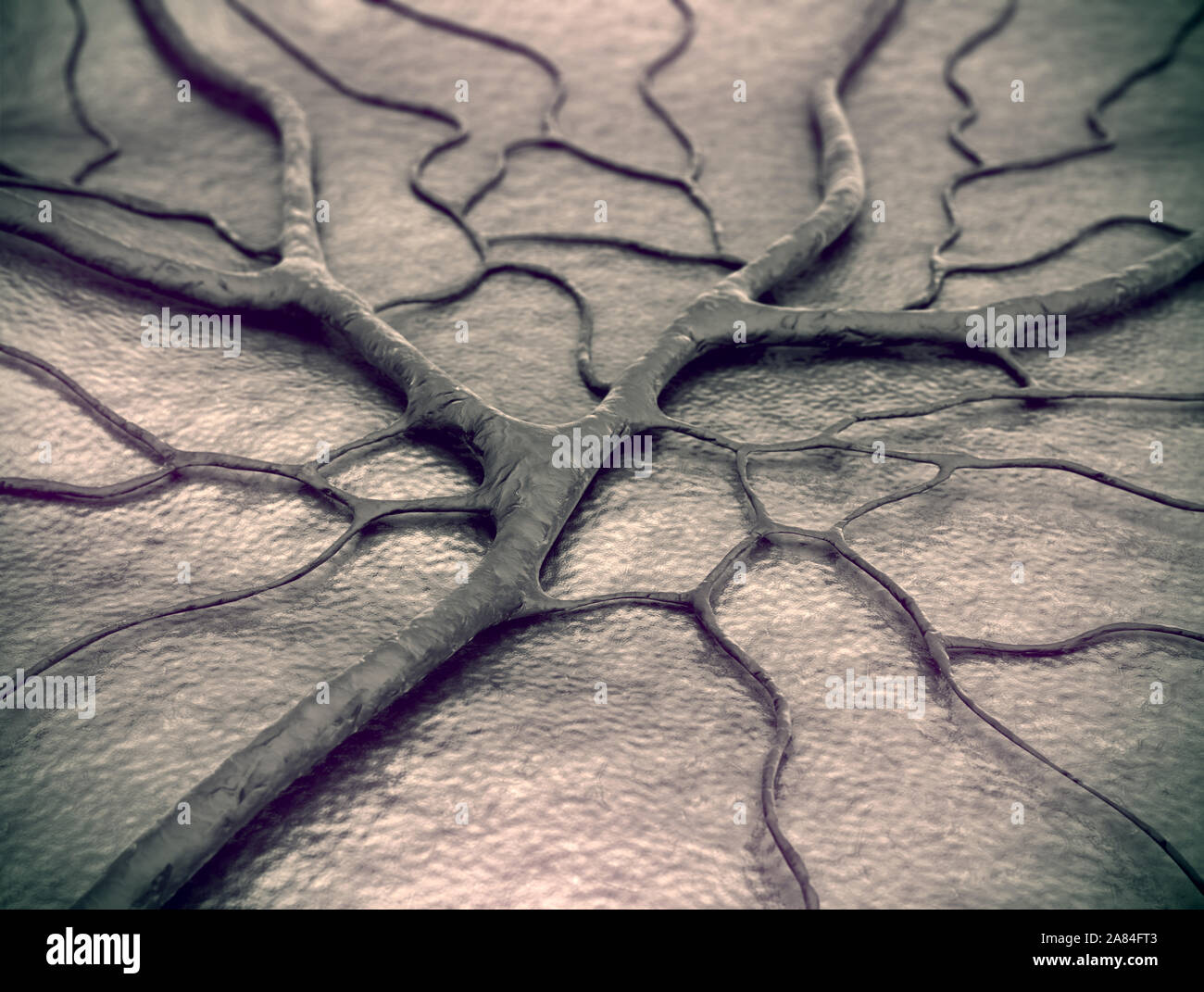 Magnification of Human Capillary, blood vessel close-up Stock Photo - Alamy