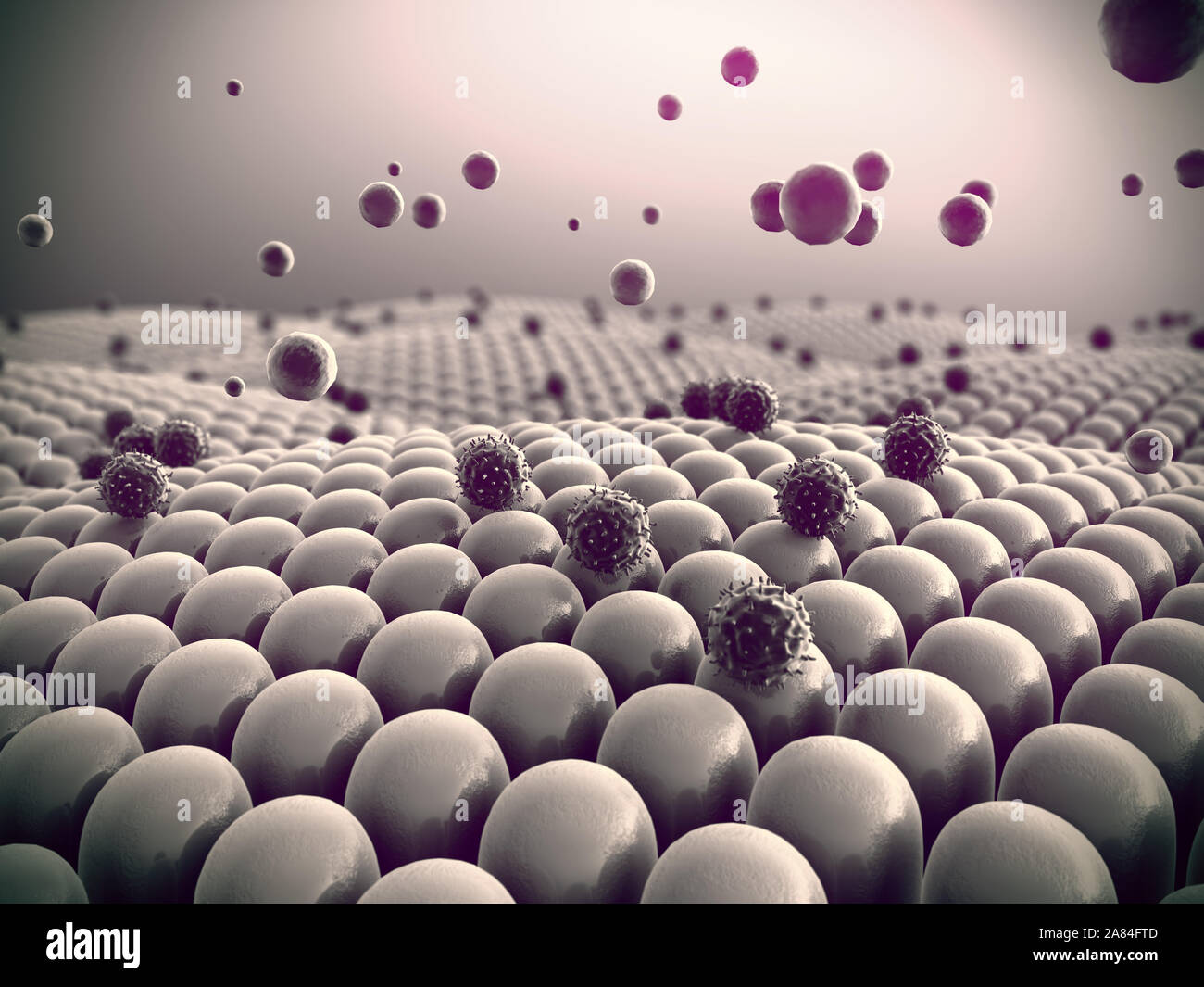 field of cells, viruses attack the cells, action of the human immune ...